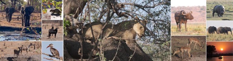 Kavango-Zambezi Transfrontier Conservation Area