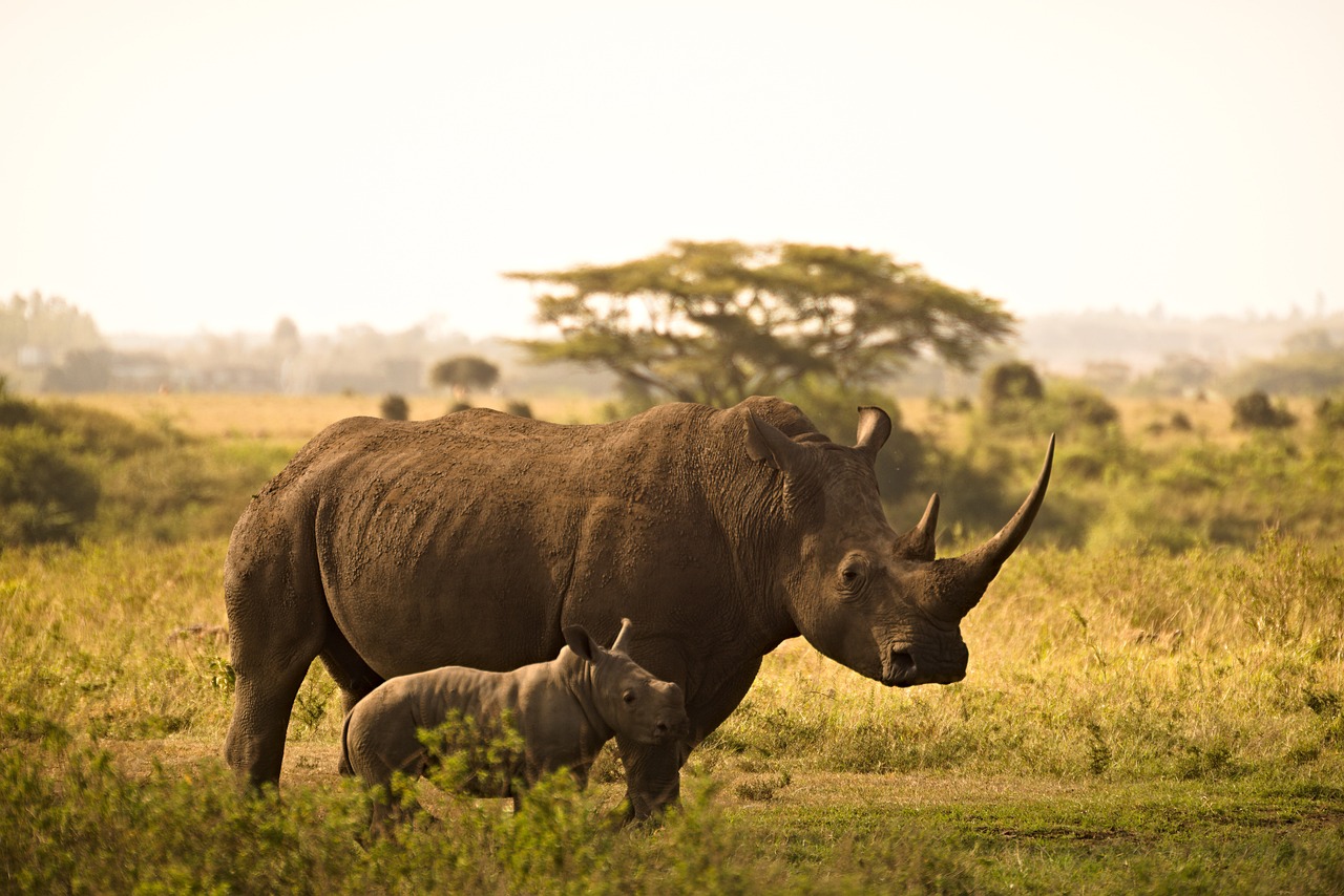 Alternative Ways to See the Big 5 on an African safari