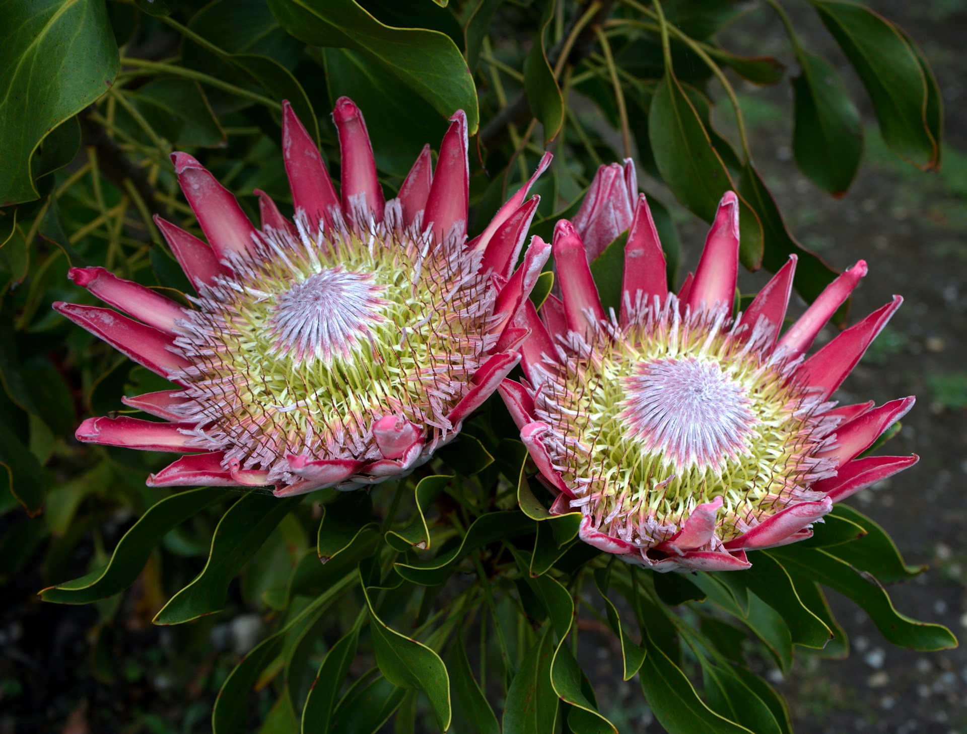 Visit the Garden Route, South Africa's Green Corridor