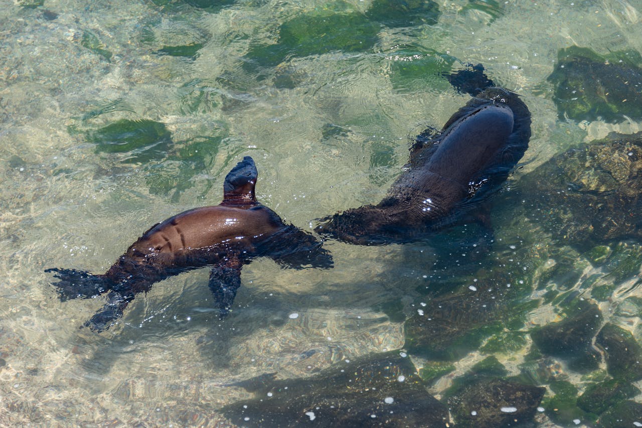 Strange, Fun, and Unusual Facts about Mossel Bay