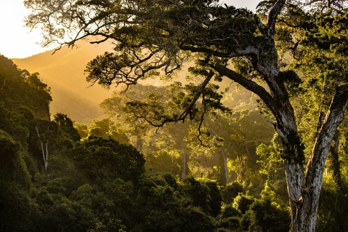 Roam Free with ATC | Book the Best Safari in Africa Today!