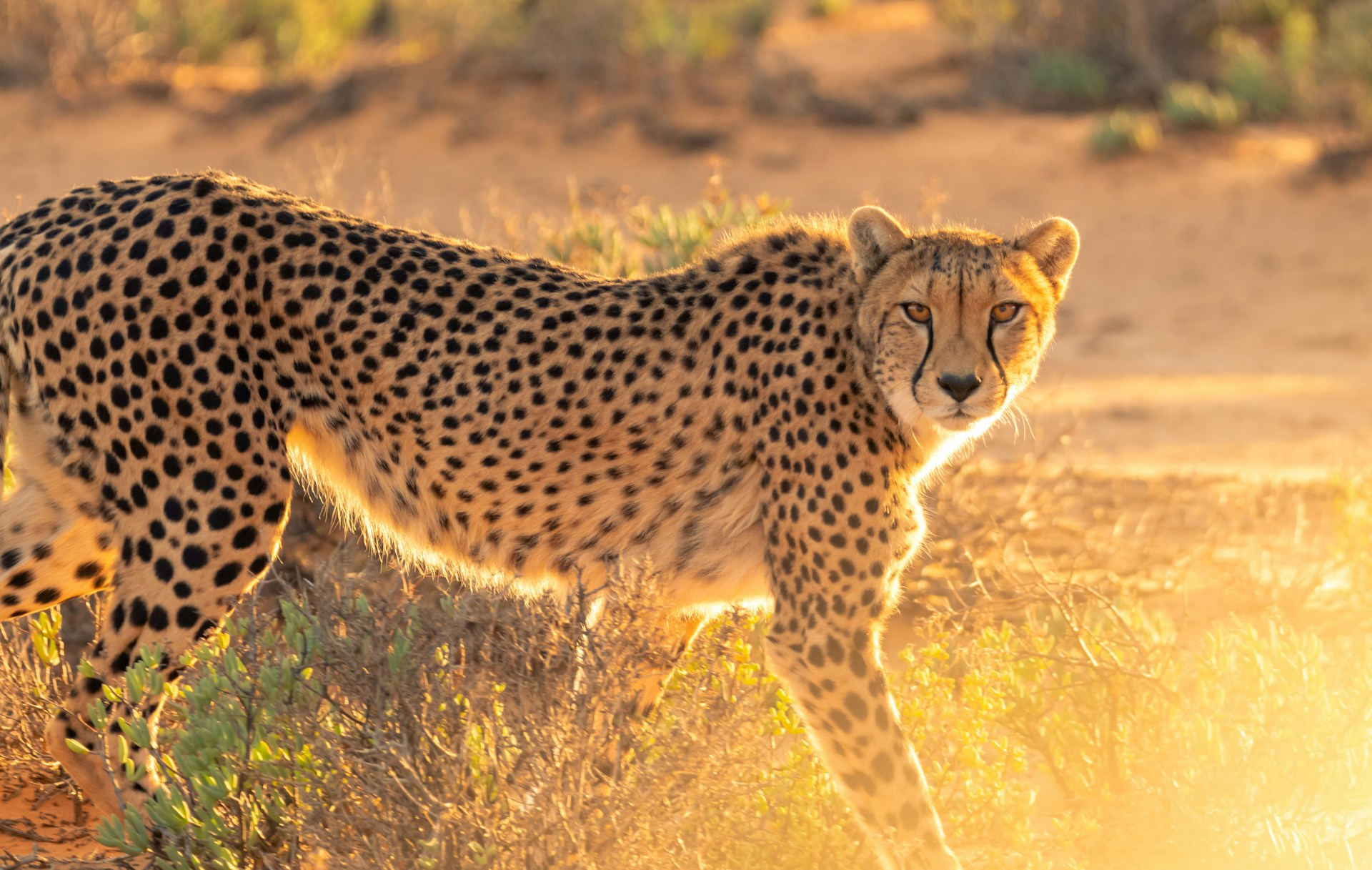 Cheetah vs Leopard - Your Guide to Spotting the Difference