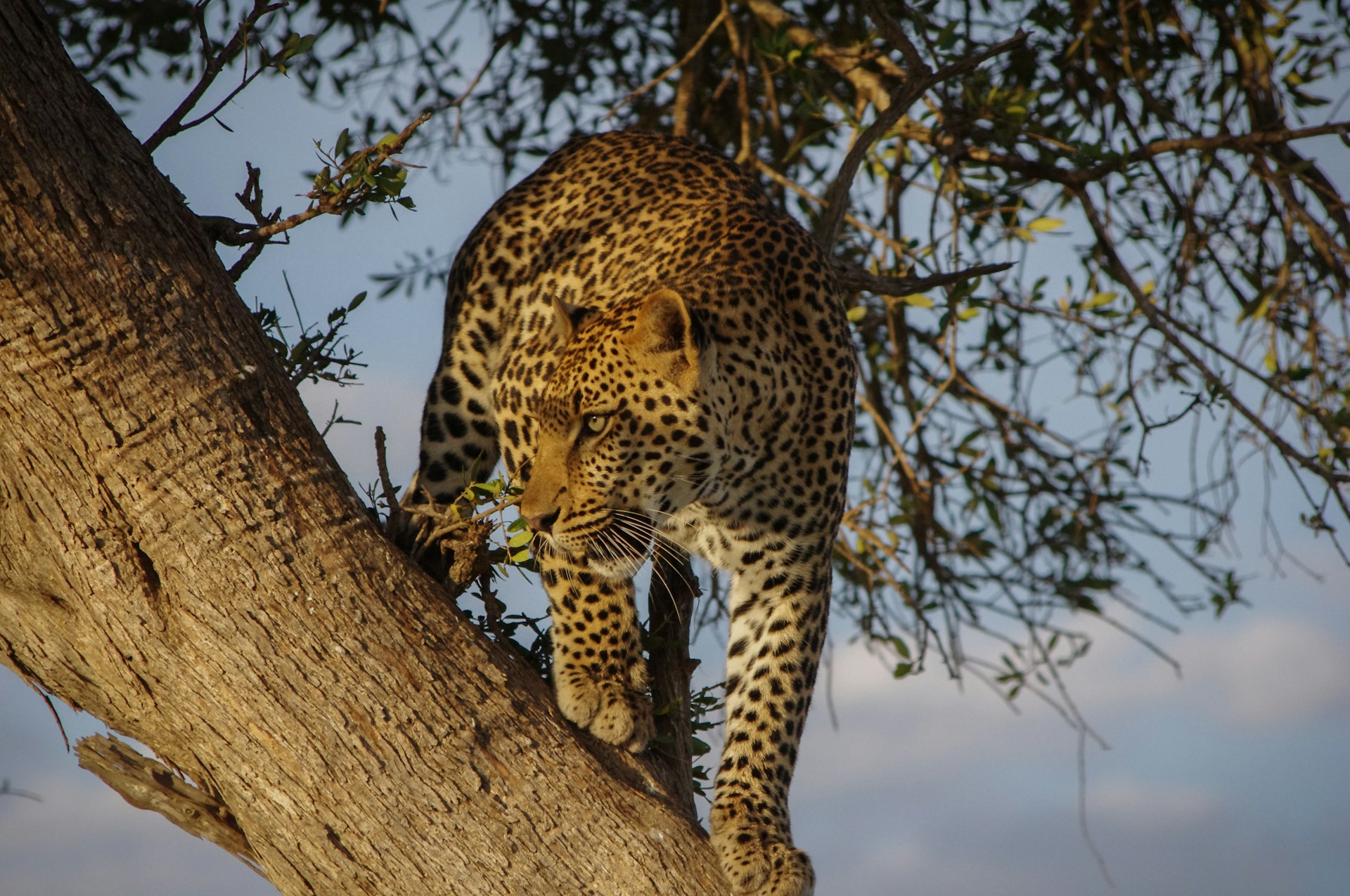 Shy Animals: Africa’s Elusive Safari Inhabitants