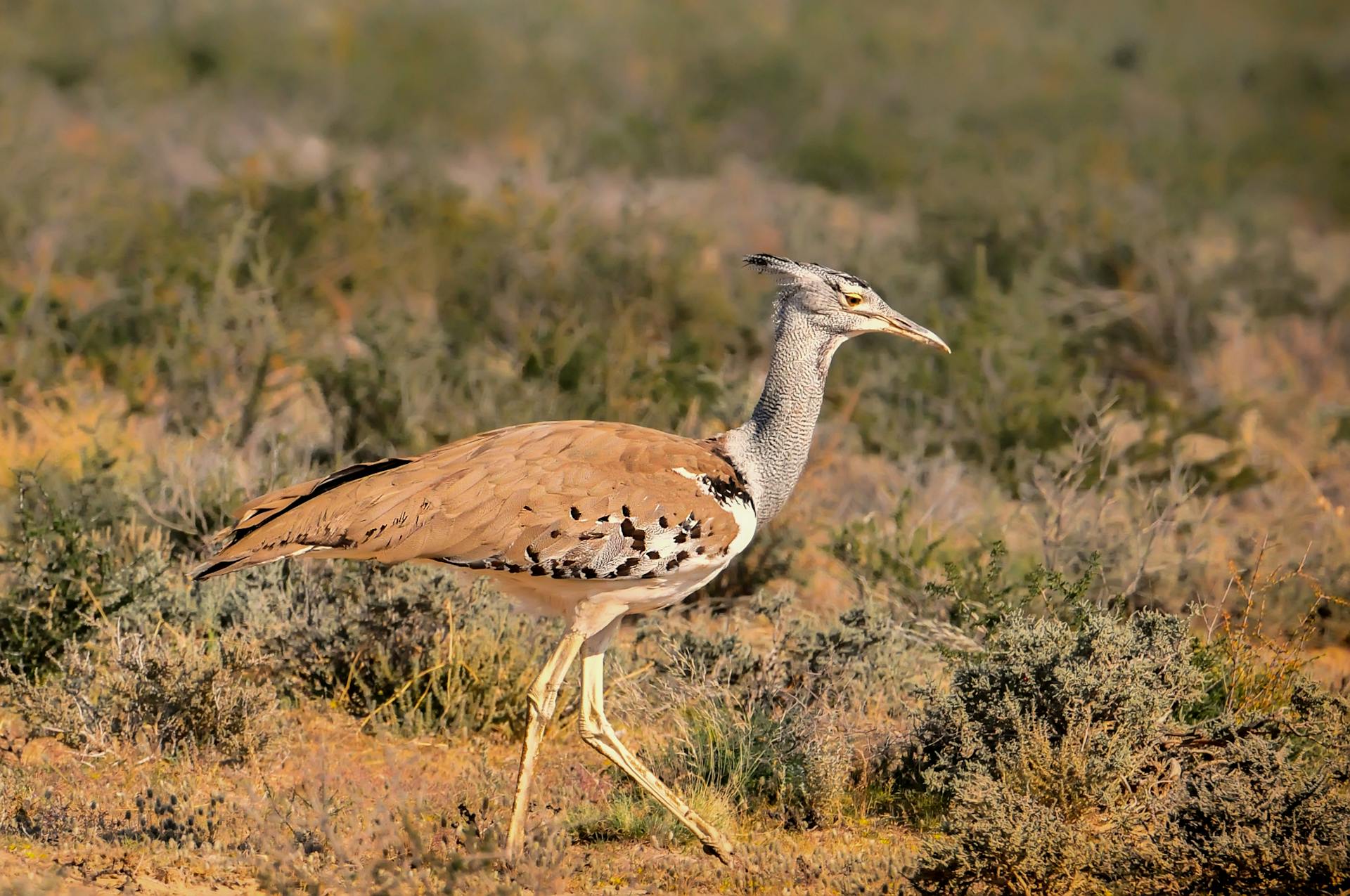 All You Need to Know About Animals in the Kalahari Desert