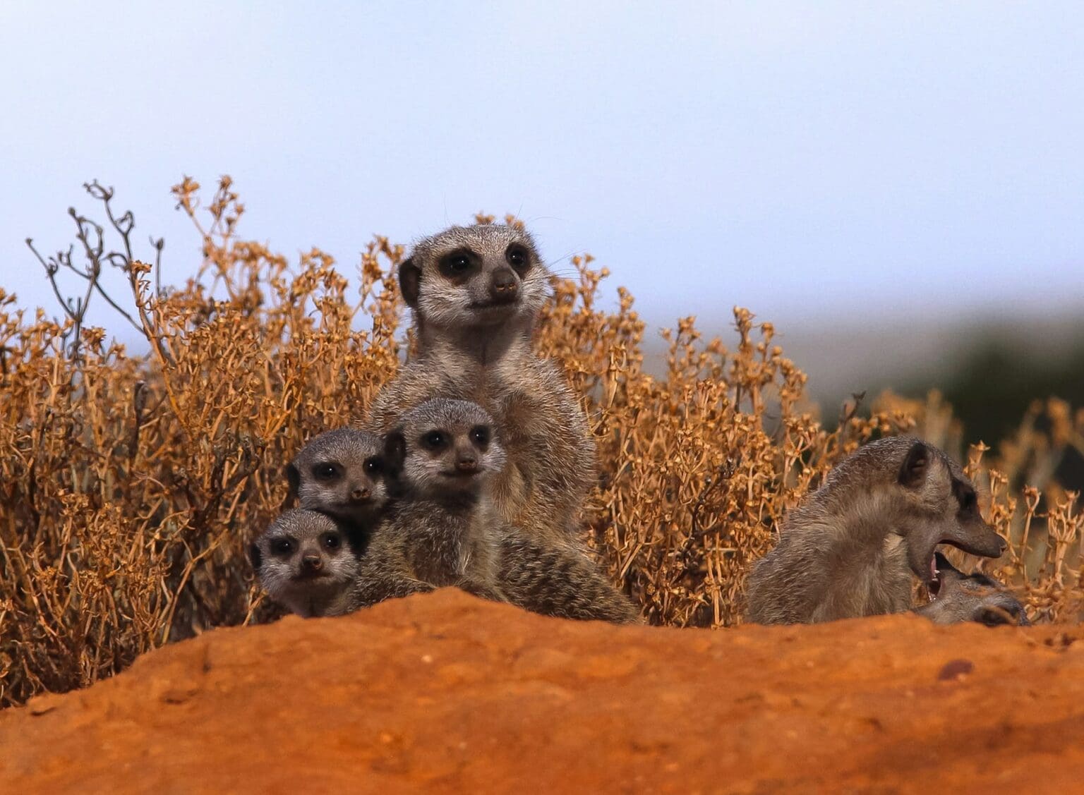 Shy Animals: Africa’s Elusive Safari Inhabitants