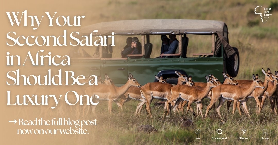 Why Luxury Safari Tours in Africa Are Perfect for a Return Visit