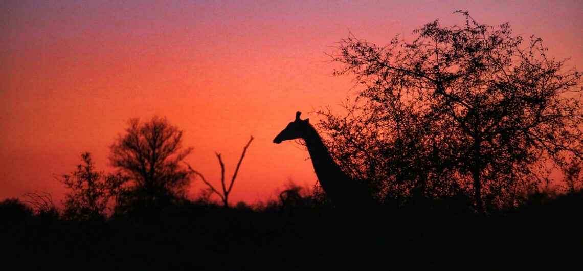 How Big is the Kruger National Park? It's Enormous!