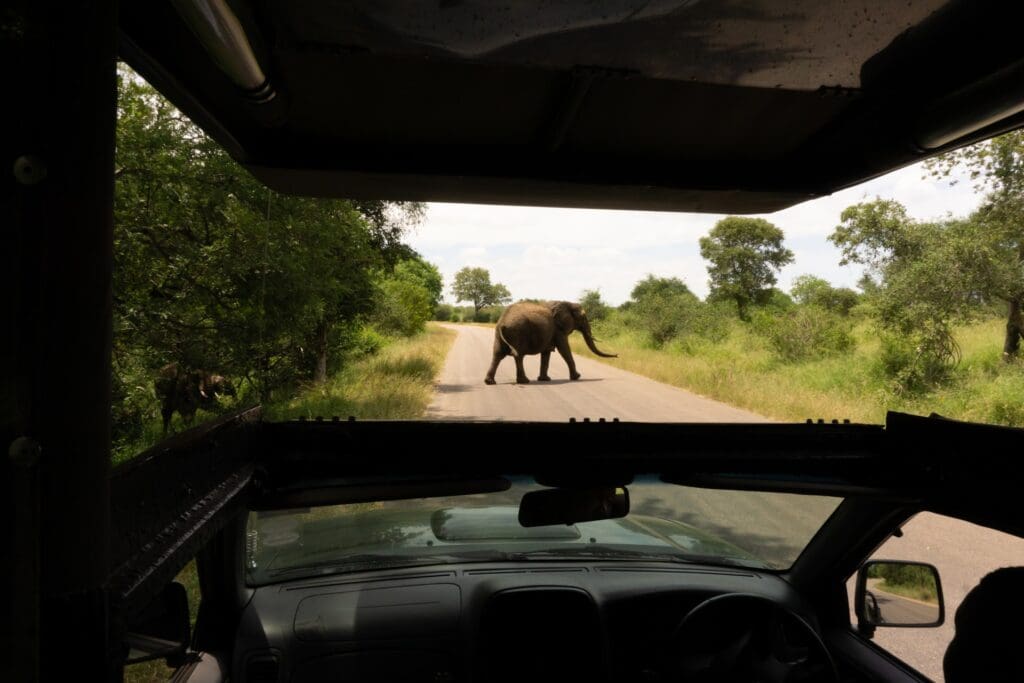 How Big is the Kruger National Park? It's Enormous!