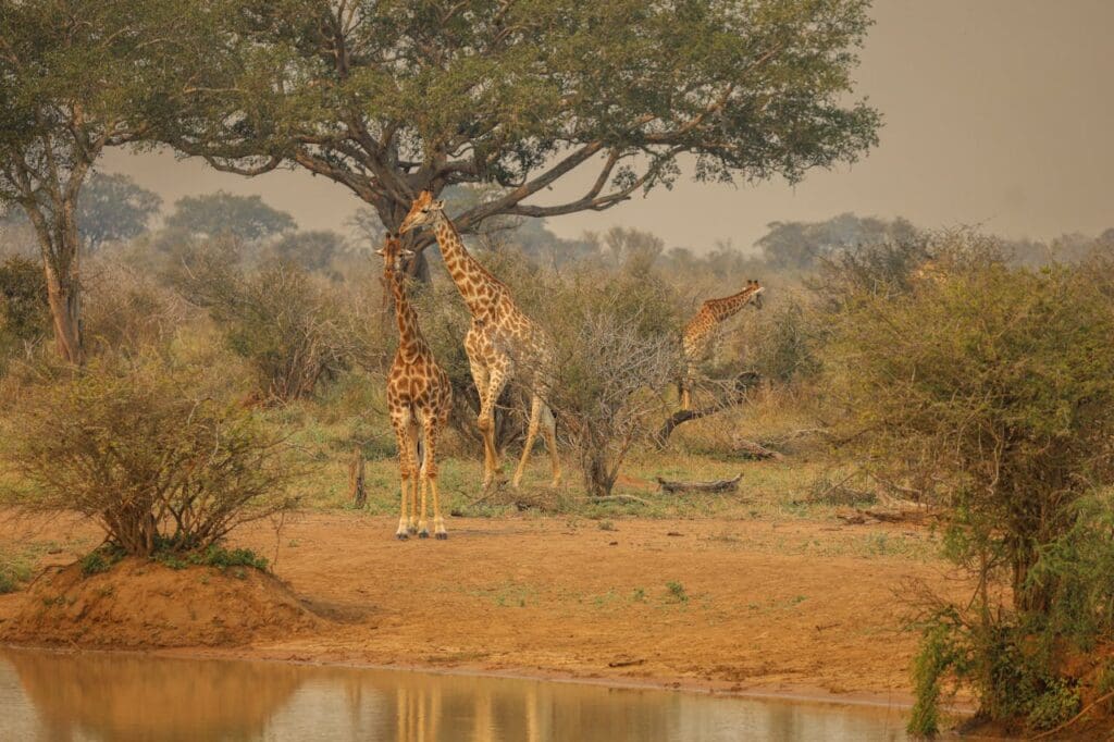 How Big is the Kruger National Park? It's Enormous!