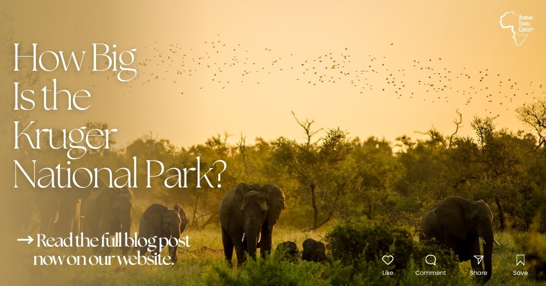 How Big is the Kruger National Park? It's Enormous!