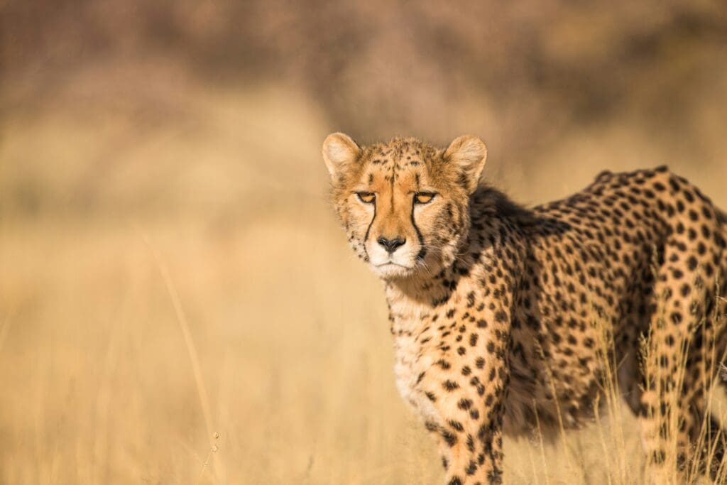 How to Tell the Difference in Leopard and Cheetah Print