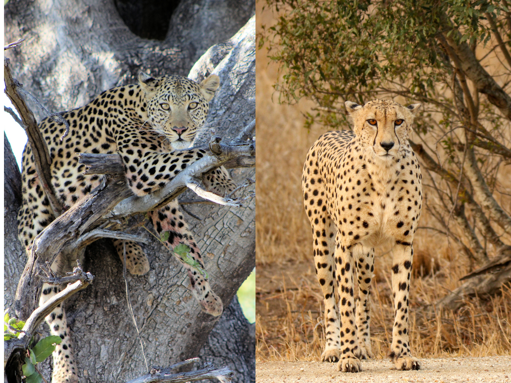 How to Tell the Difference in Leopard and Cheetah Print